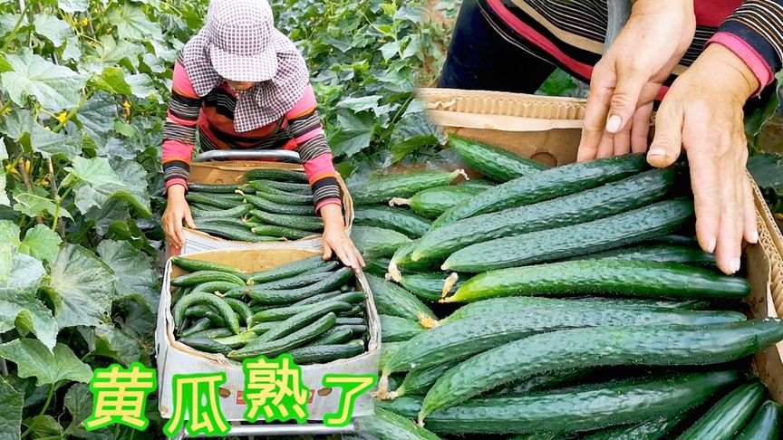 胖嫂摘黄瓜,直溜的卖1块而弯的卖8毛,想卖好菜?定价也是门学问