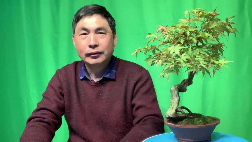 聊盆景养护管理第一期:放置场所及保护
