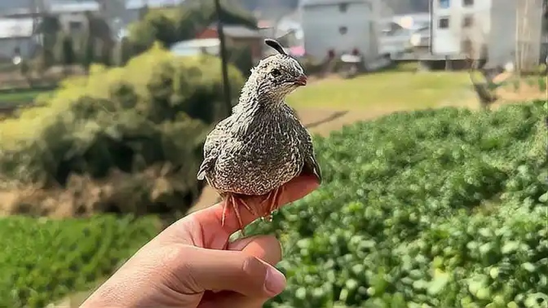喜欢挖坑的天线宝宝,菜地里全是坑