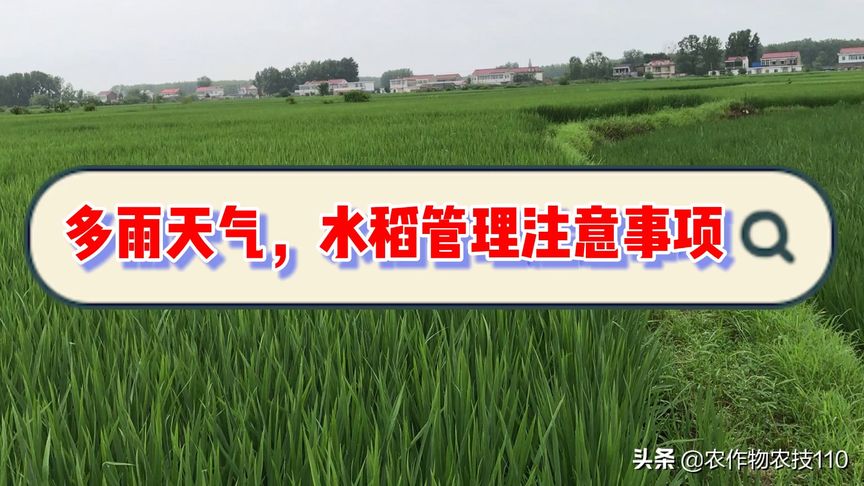 多雨天气,水稻管理注意事项有哪些?