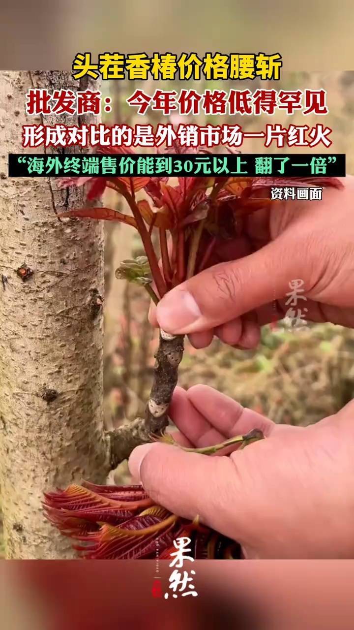 头茬香椿价格腰斩