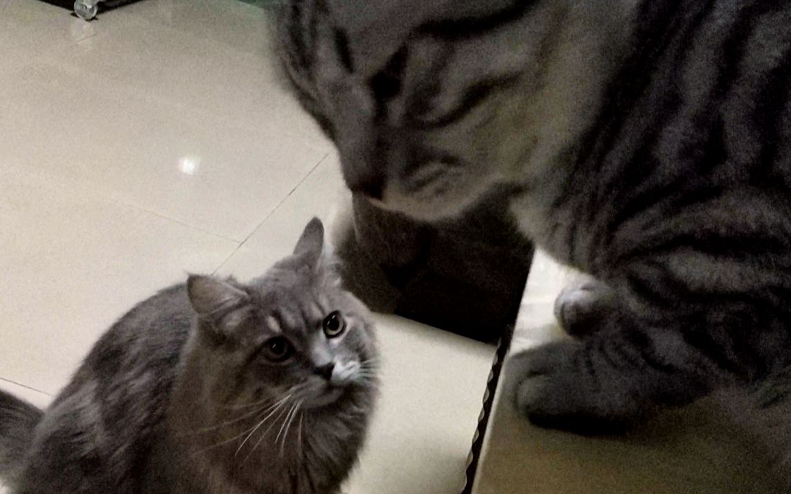 ...数学提高班】010第六讲-二次函数的综合应用(实物抛物线、销售问题)