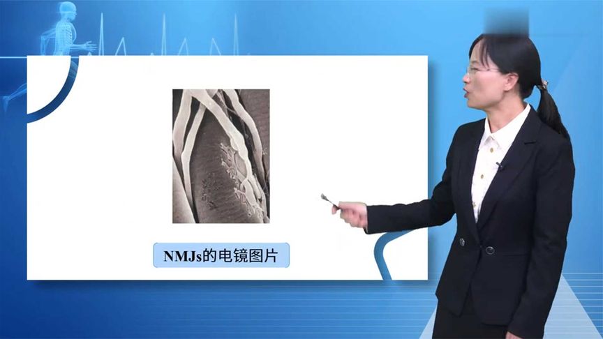 人体生理学:2.8 骨骼肌神经-肌接头处兴奋的传递