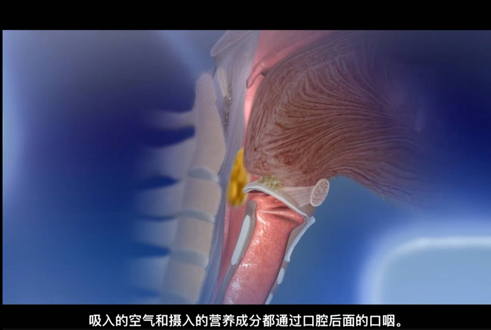 会厌的功能