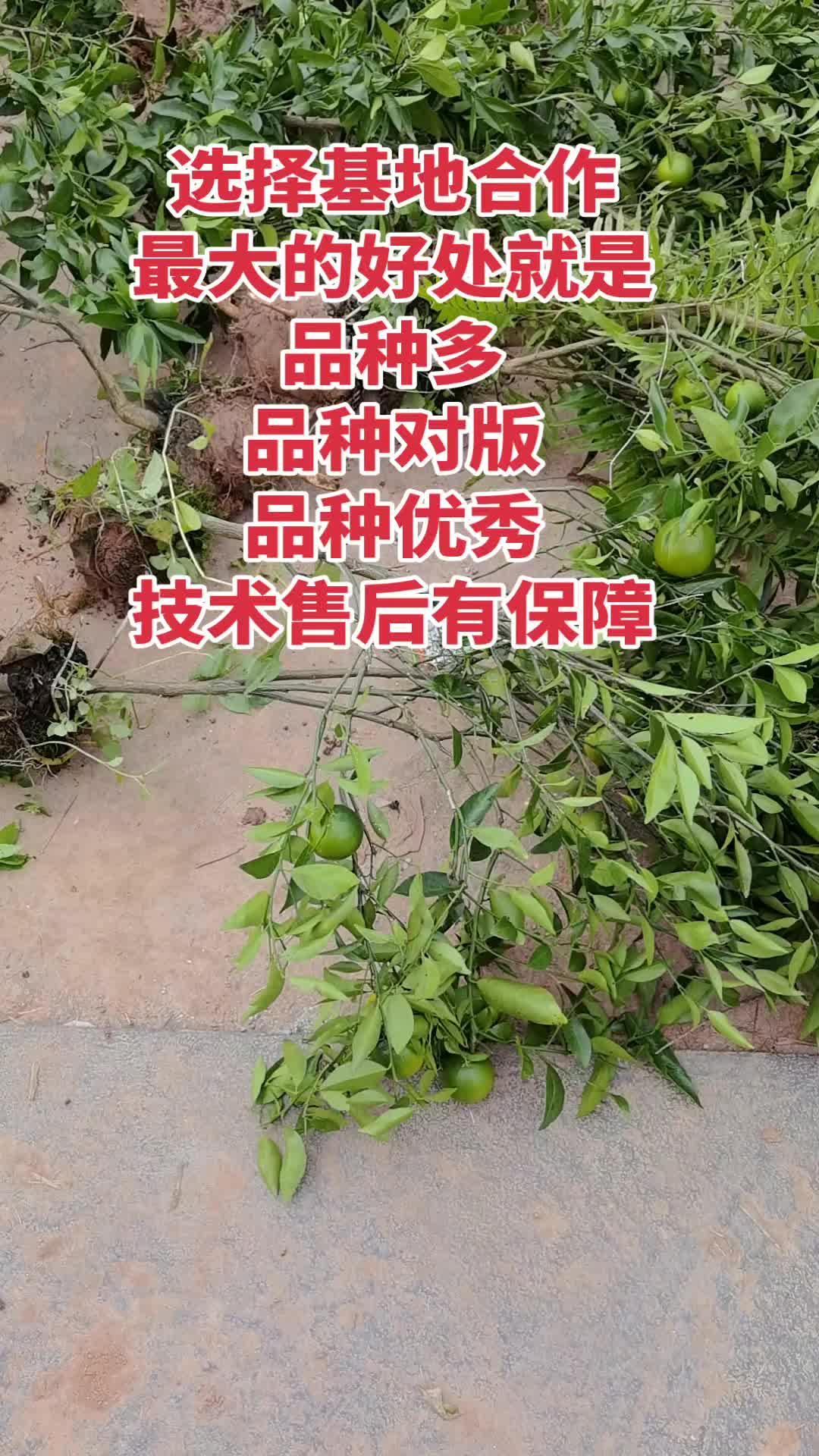 ...公司注册14年,苗木销售从事网上销售17年,一直秉承诚信经营的理念,...