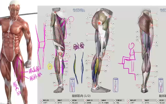 小腿的肌肉结构分析!非常详细!不到你不信!
