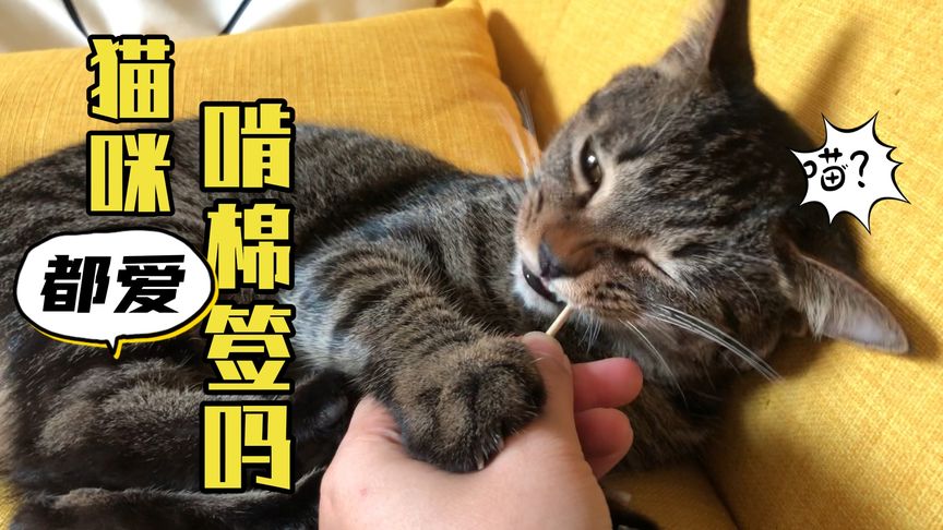 猫咪都爱啃棉签吗?我家的猫啃得嘎嘎脆!