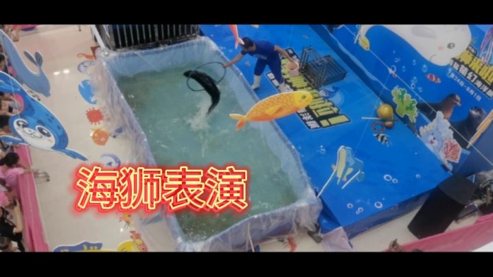 海狮表演,每次表演完自己引导鼓掌ߑ�训练的时候不知道有多残忍。