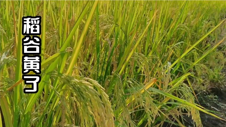 一段时间不到田里,稻谷都已经成熟低头了。