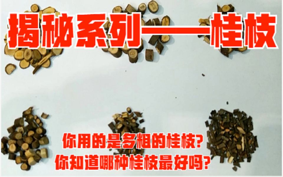 揭秘系列——桂枝:你用的是多粗的桂枝?你知道哪种桂枝最好吗?