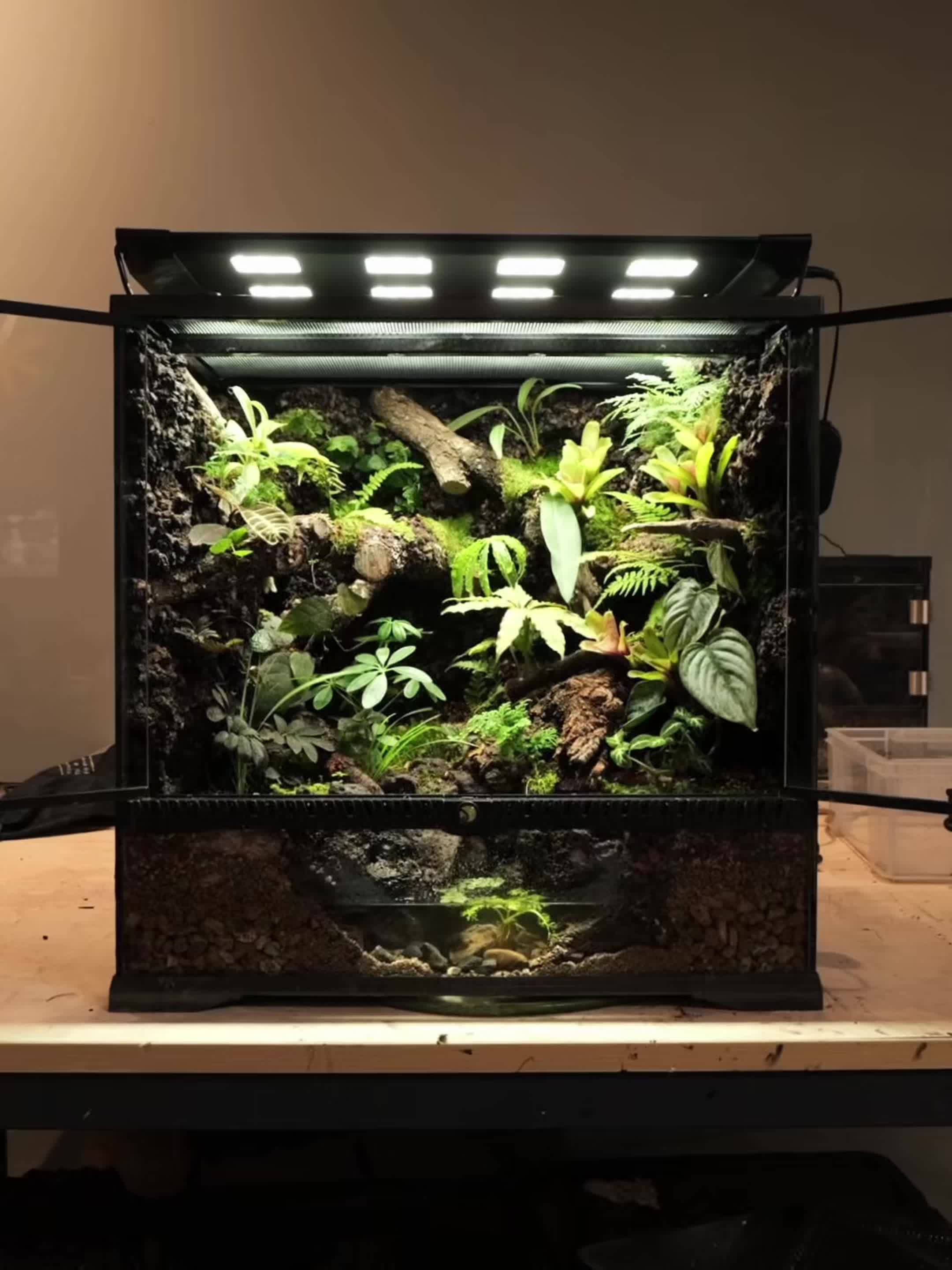 ...#生态缸 #一人一件宝藏好物 #宝藏生活家企划 #雨林缸造景 #艺术在...