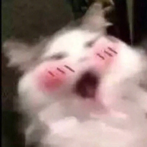 清新脱俗老村长 