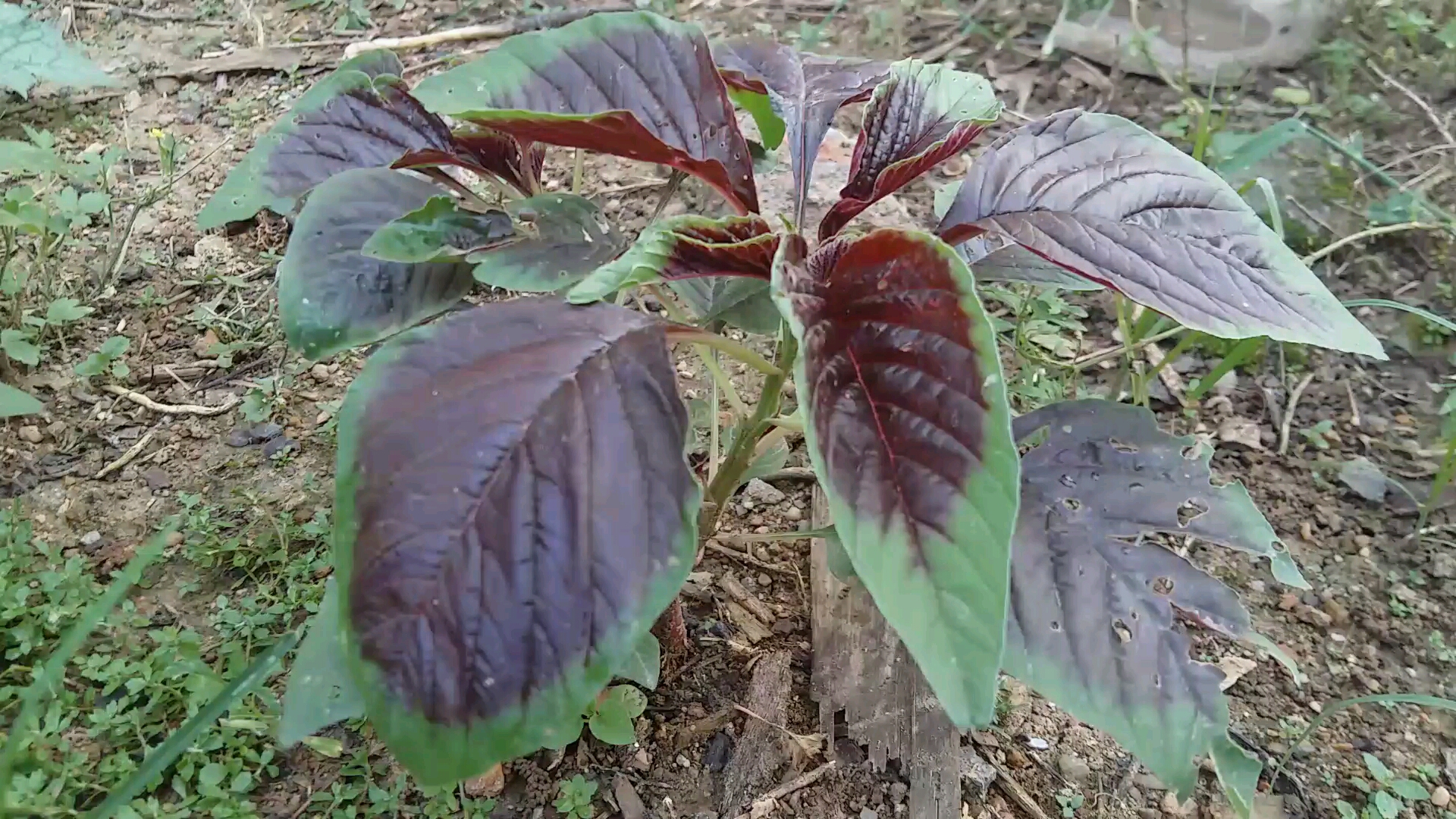#知识分享官#科学科普-苋菜又名青香苋、 红苋菜、红菜、米苋等
