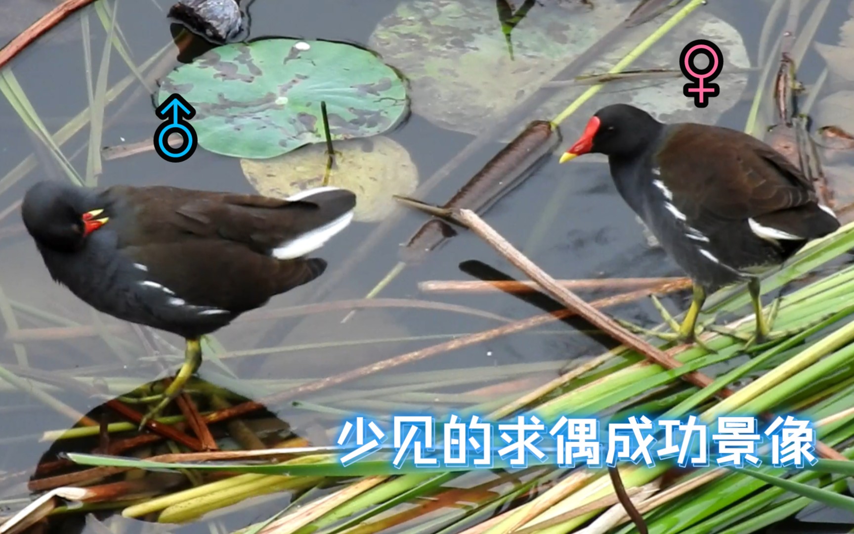 【观鸟】黑水鸡也会开屏求偶? 大批褐柳莺和东方大苇莺到达深圳