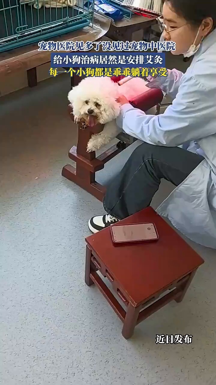 宠物医院见多了没见过宠物中医院,给小狗治病居然是安排艾灸