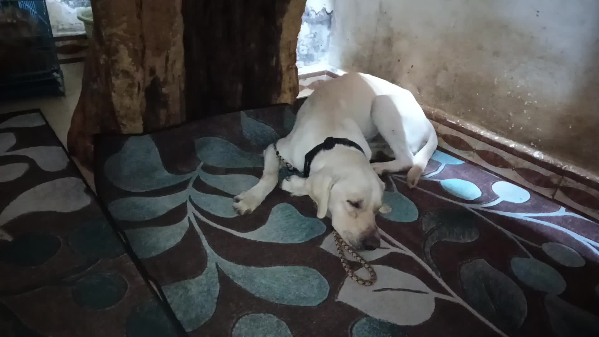 犬瘟热晚期抽搐,加哼唧哼唧的喊的症状。#萌宠出道计划 #犬瘟热抽搐 ...