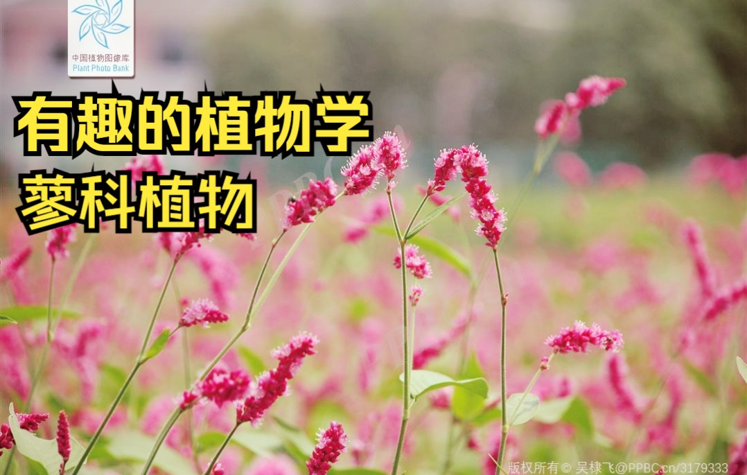 【药用植物学-蓼科】大黄、何首乌、虎杖、红蓼、塔黄.一生只开一次...