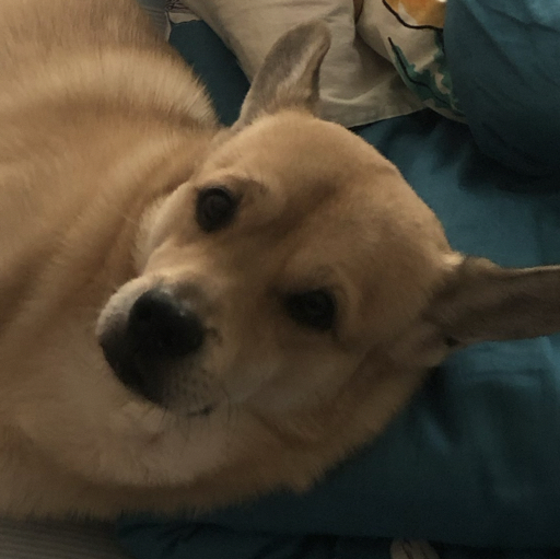 saiqomo 