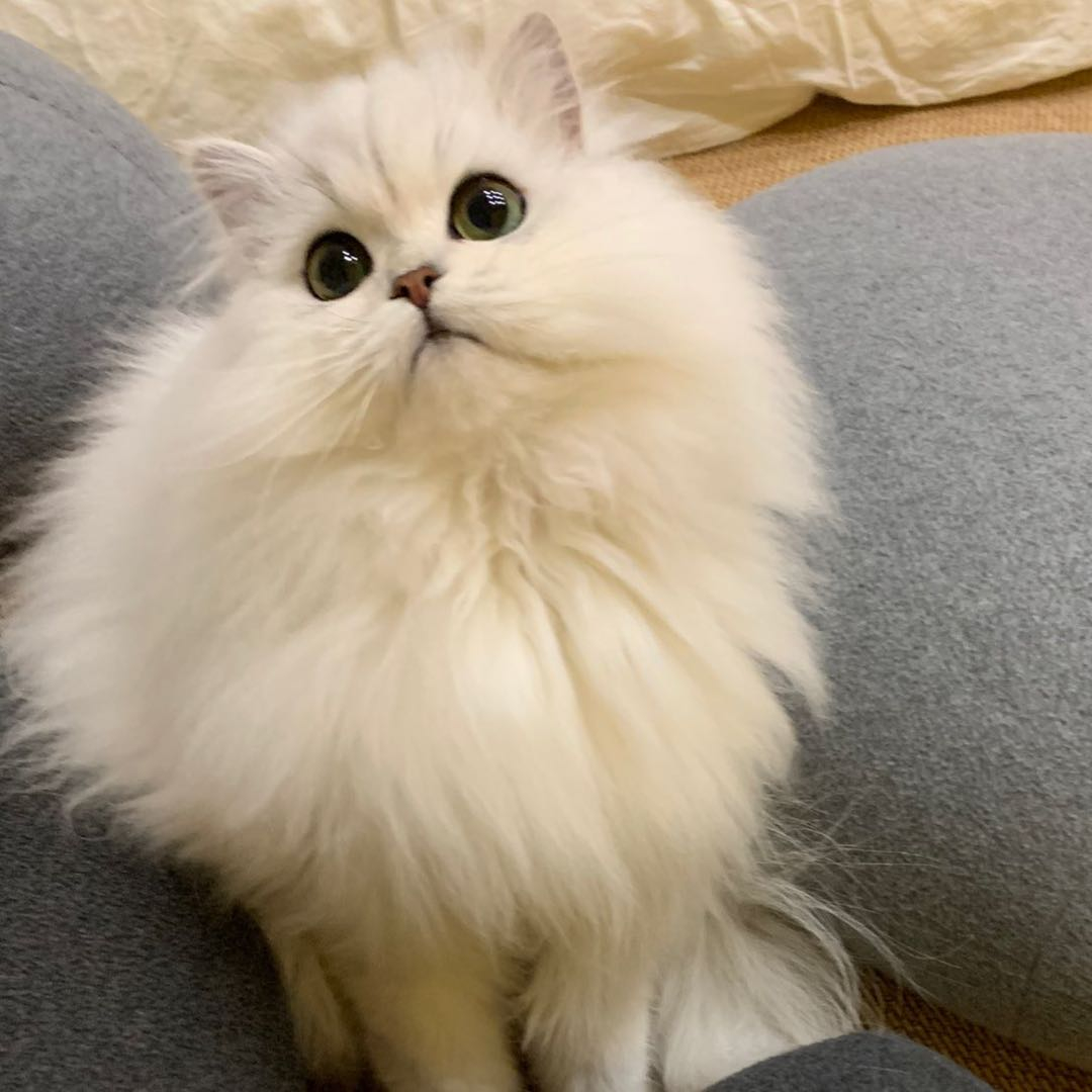 亦心的花园猫猫屋 