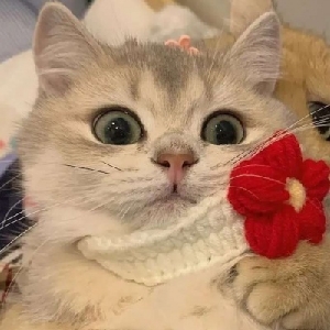 西班牙语官方大大 