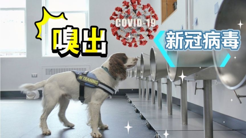狗狗能嗅出新冠病毒,神犬找出稀释2千万亿倍的血液,嗅觉好厉害