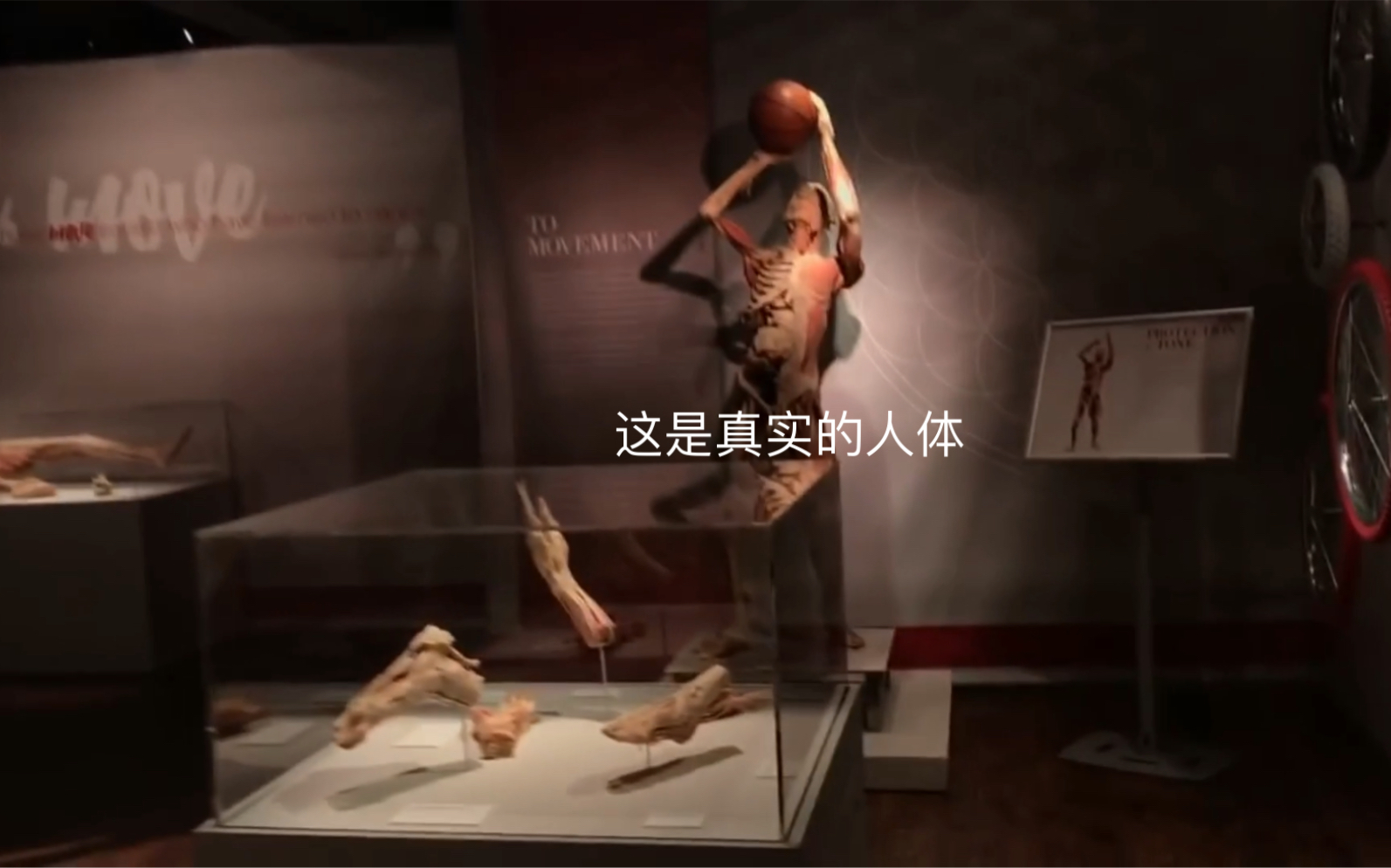 这是真实的人体。人体博物馆,大体老师,人体标本,解剖