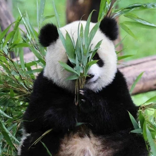 小鹿唯诺 