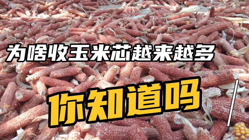 你知道玉米芯有哪些用途吗