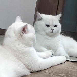 嵌入式工程猫 