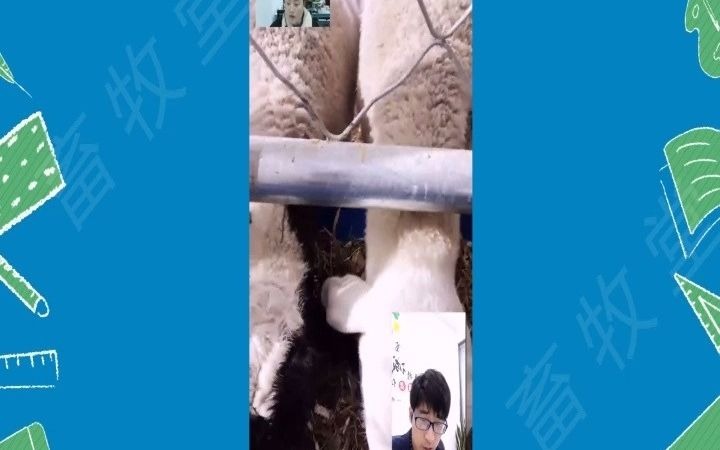 羊感冒,咳嗽呼噜音该怎么治疗?