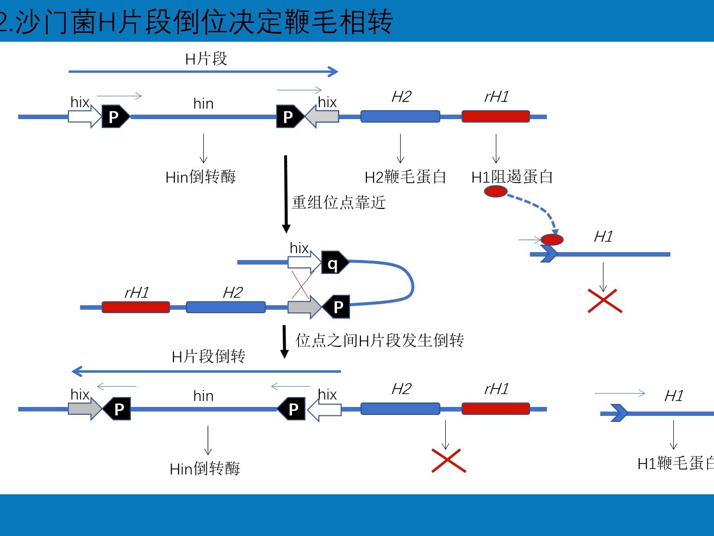 DNA重组和重组DNA技术PPT