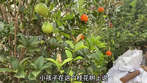 桂花树上发现一种果子,外形长得像百香果,就是不知道能不能吃