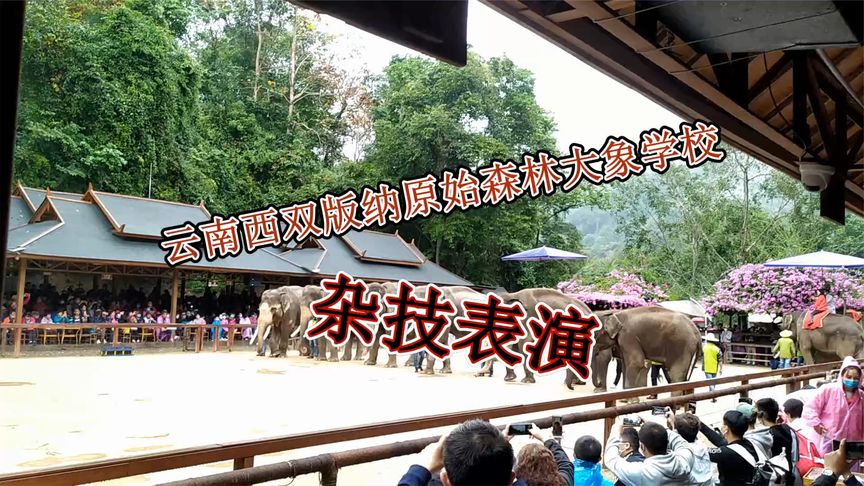云南西双版纳原始森林公园大象学校,杂技表演。