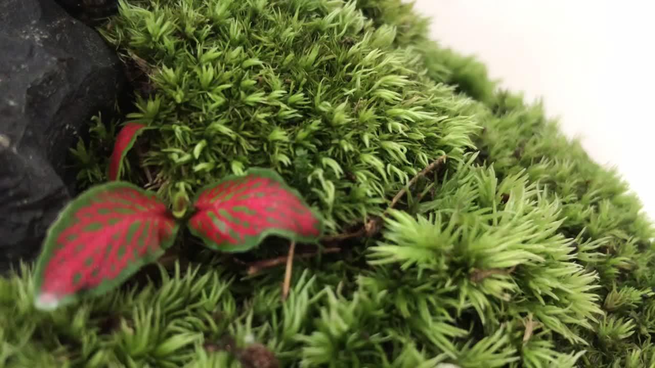盆景,中国优秀传统艺术表现手法之一