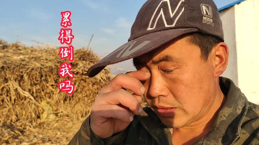 新手养牛郎,生活有点忙,遇到累活不投降,这个视频有点长