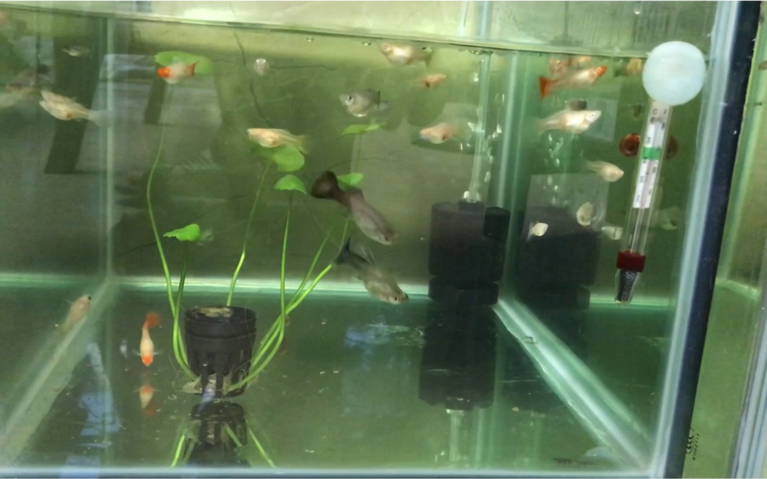 新买的孔雀鱼入缸后好像交叉感染了,连续一周每天都会死鱼,只好把水...