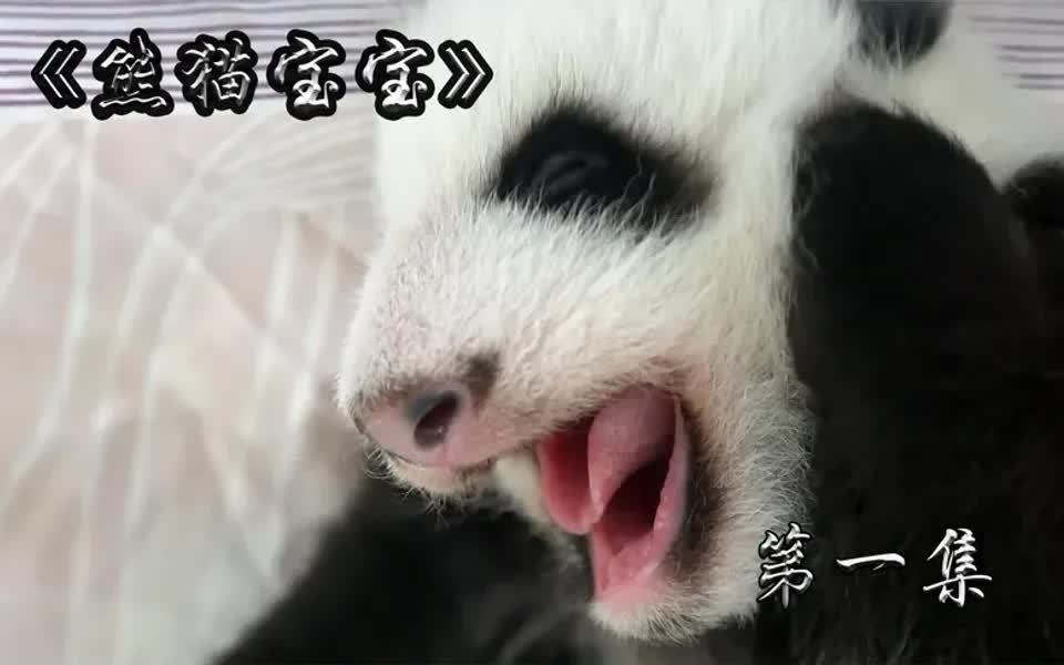 熊猫宝宝出生历险记,生命危在旦夕妈妈却不管它,豆瓣高分纪录片
