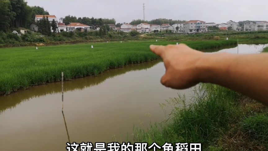 绿色生态鱼稻共生讲解