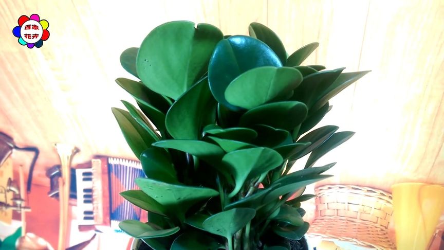 碧玉花怎么养不烂根,叶片绿油油?浇花时用这两种水浇!