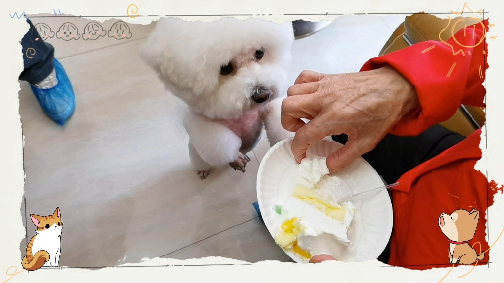 名副其实的好吃狗!典型的吃货一枚!可爱得让人哭笑不得…