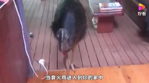 6个你不能惹的动物,看似憨厚可爱的牛犊,可没你想的那么安全!