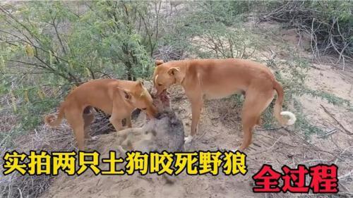 实拍两只土狗咬死野狼全过程