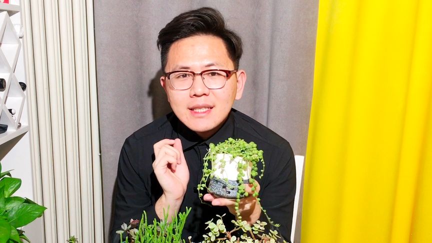 像瀑布一样的多肉植物“佛珠”怎么养?掌握好这几点新手也不怕