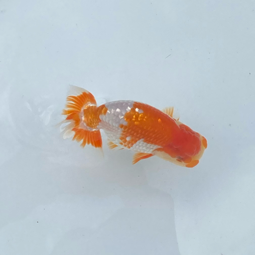 兰寿金鱼爱好者 