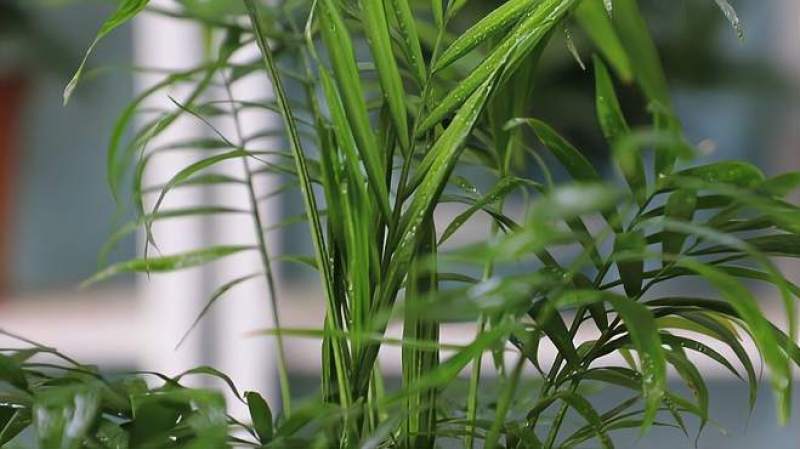 植物叶片怕"积水",那还能洒水到叶片吗?