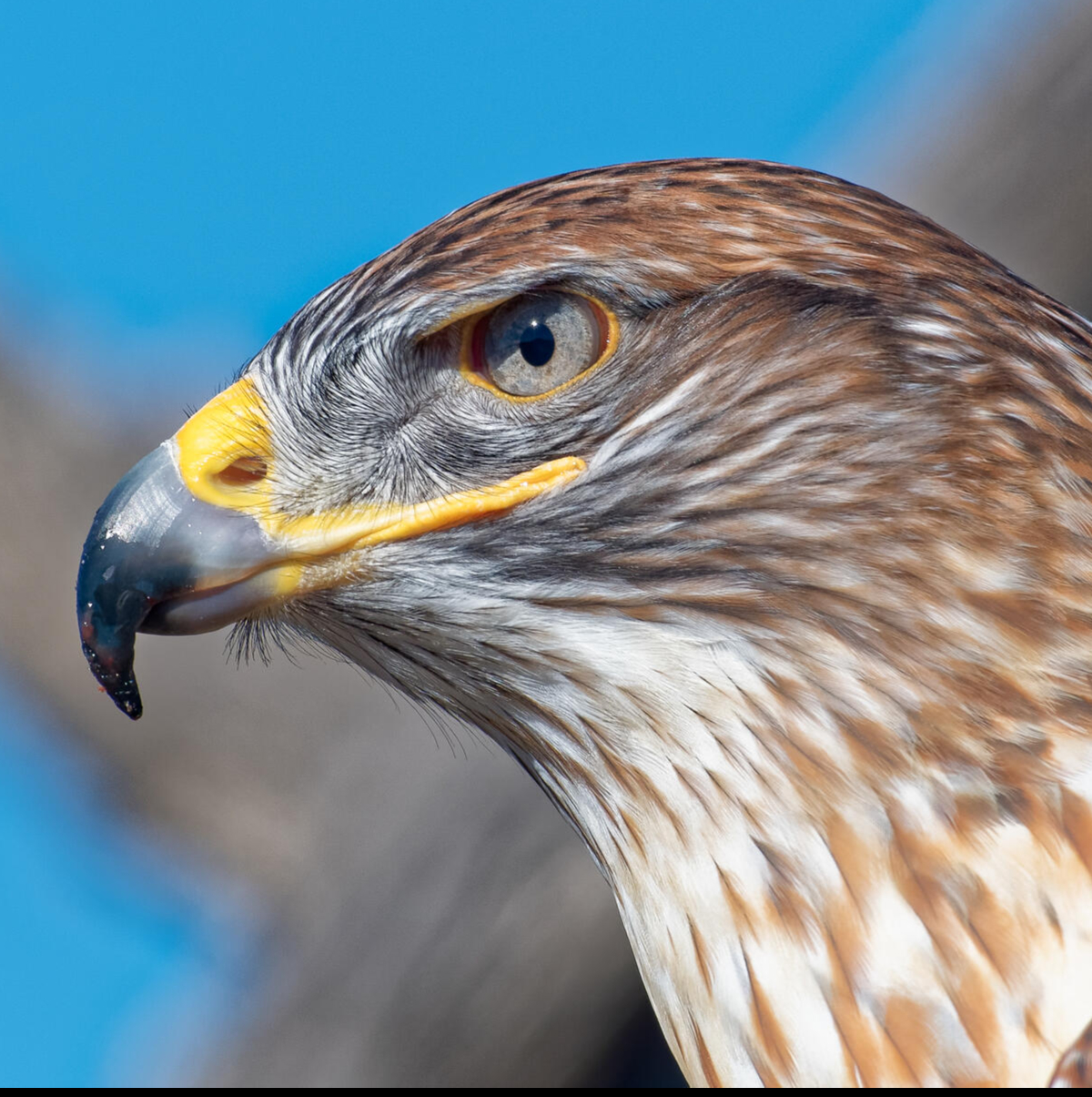 周老三Hawk 