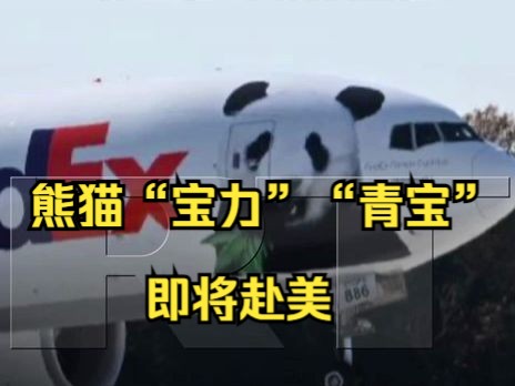 美国华盛顿动物园将迎来两只新大熊猫