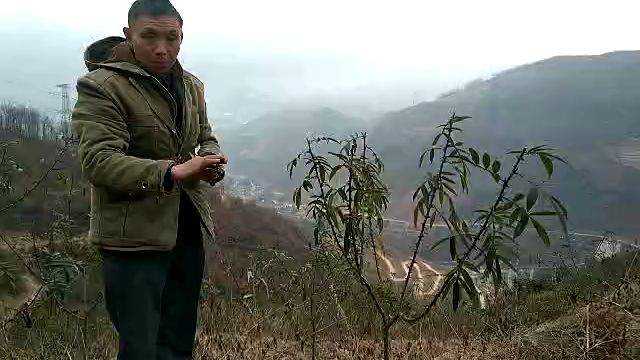 花椒嫁接,农村发展产业最实用技术。