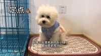 你家狗狗还不会定点上厕所?快来试试这些方法。