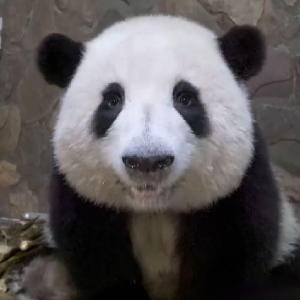 努力成长的小何 